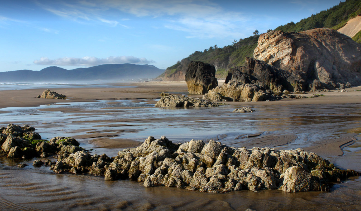 McPhillips Beach - Open Nest